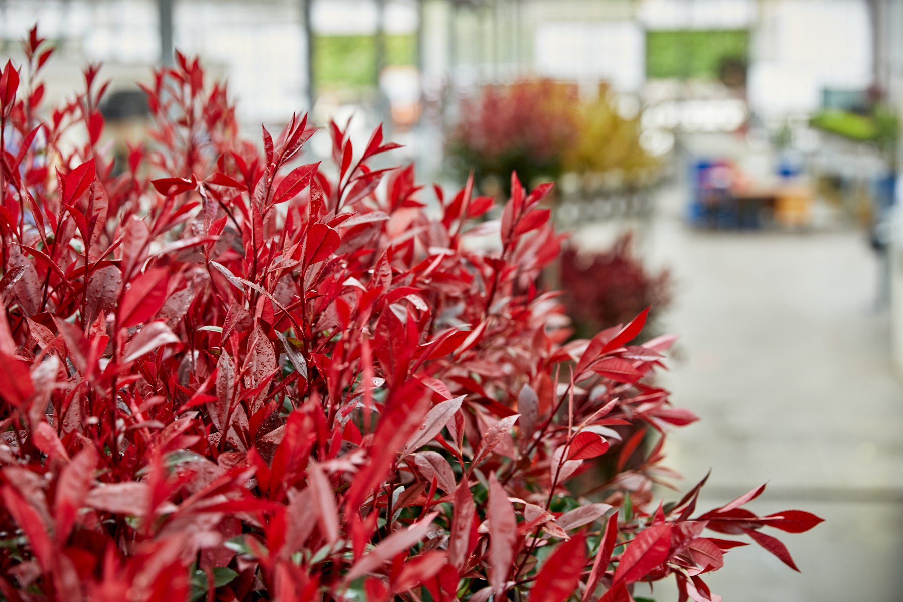 Quality - Wyevale Nurseries