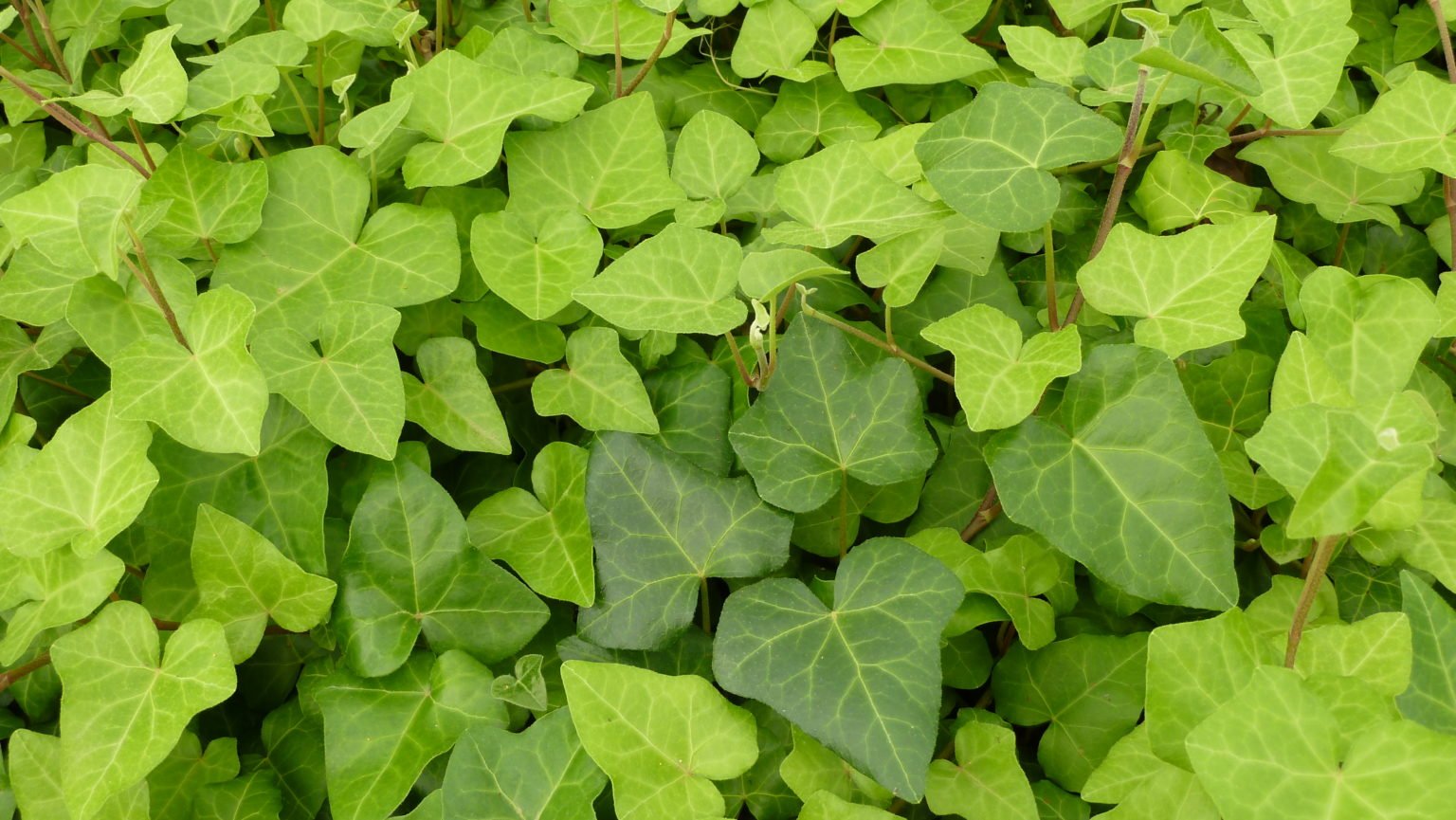 Innovation - Wyevale Nurseries