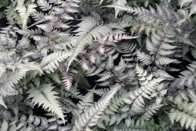 Grasses & Ferns | Plant Wholesalers | Wyevale Nurseries