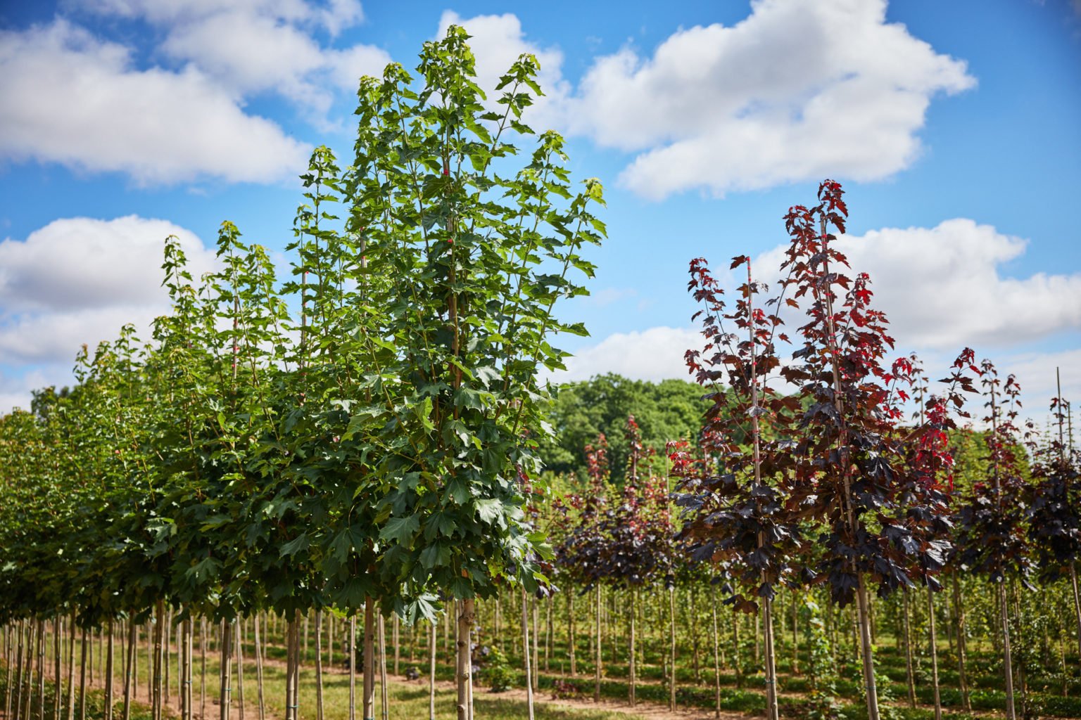 Our Story - Wyevale Nurseries