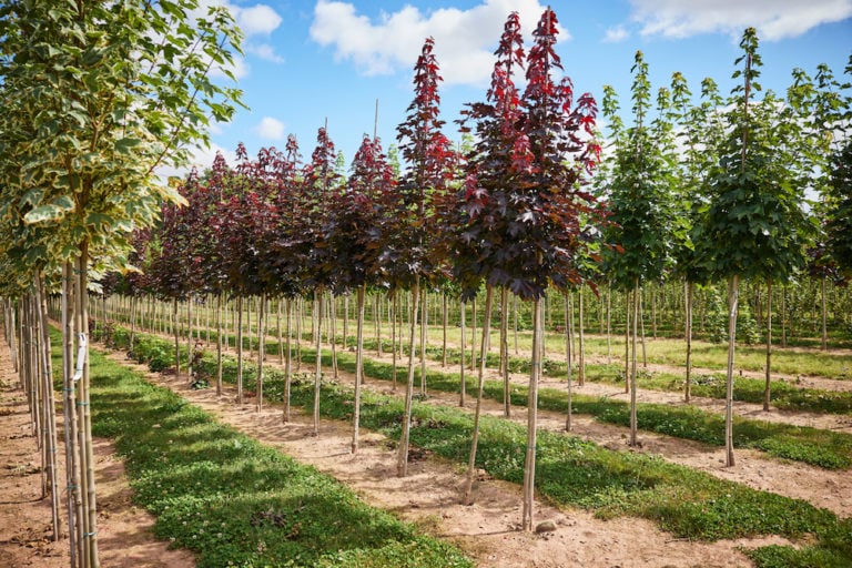 Wholesale Nursery & Commercial Plant Suppliers | Wyevale Nurseries