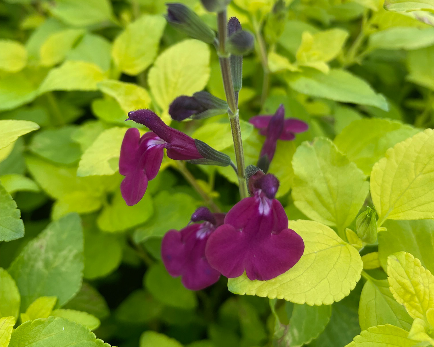 Time to shine: Salvia 'Golden Rosiene' - Wyevale Nurseries