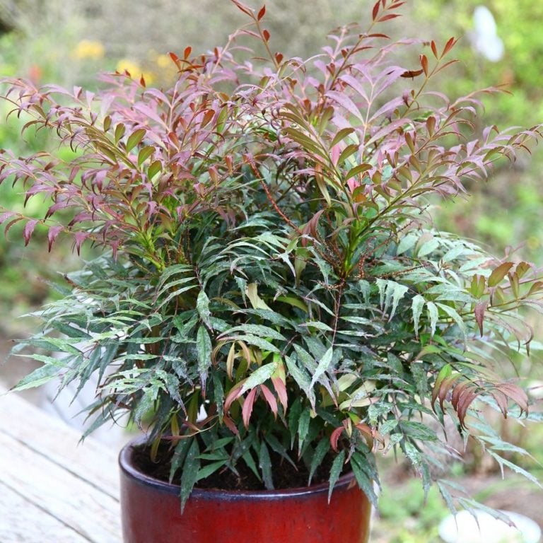 Unveiling Mahonia 'Meteor' - Wyevale Nurseries