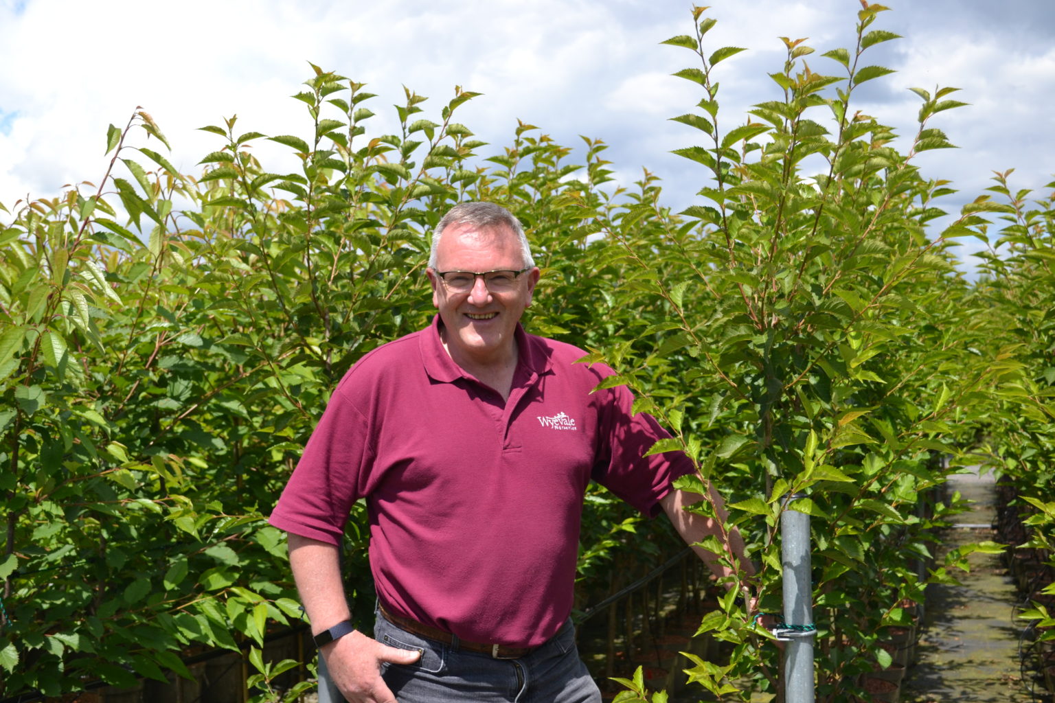 We’re returning to the retail tree market after a 15-year absence ...