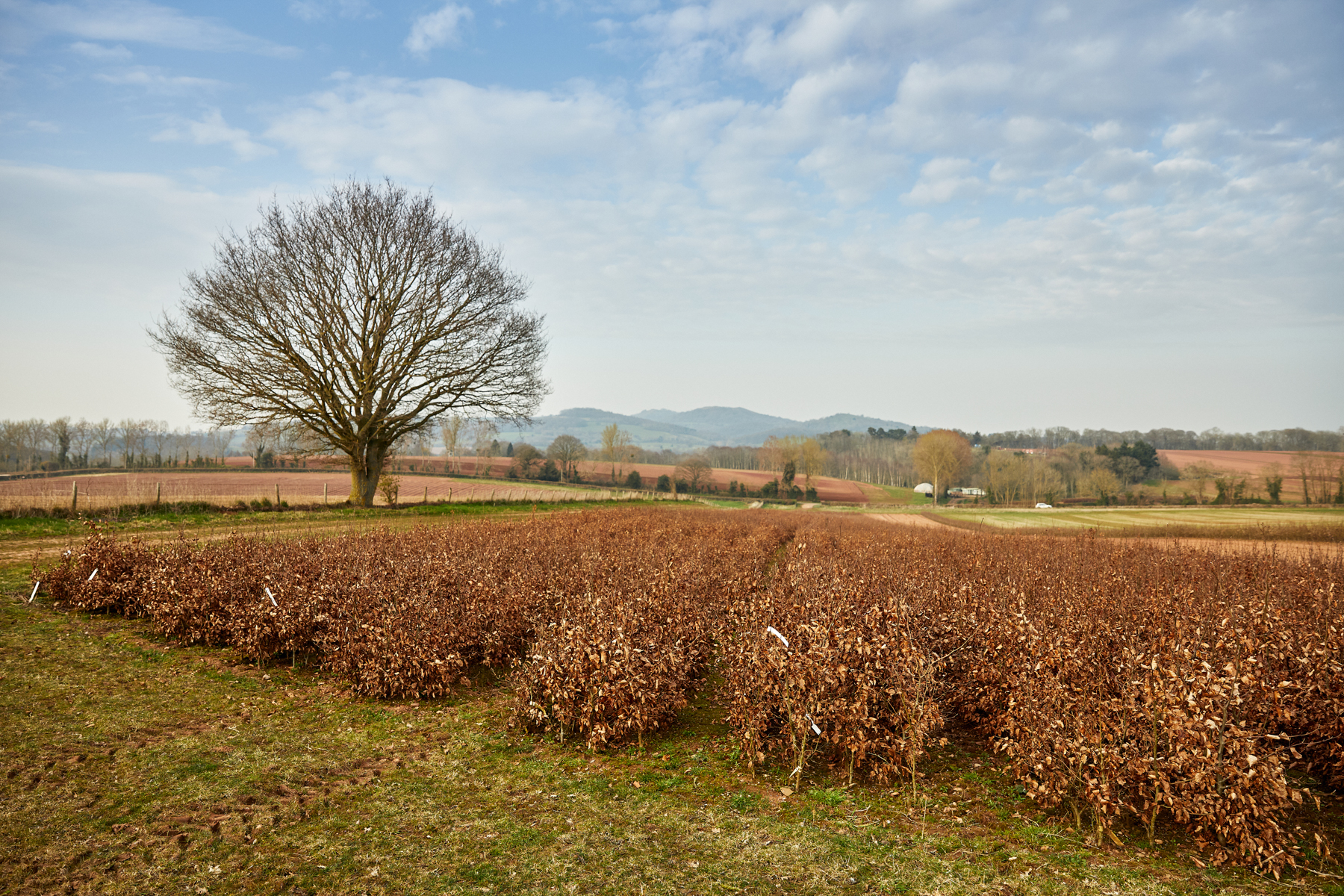 Bareroot hedging: a greener, smarter choice - Wyevale Nurseries