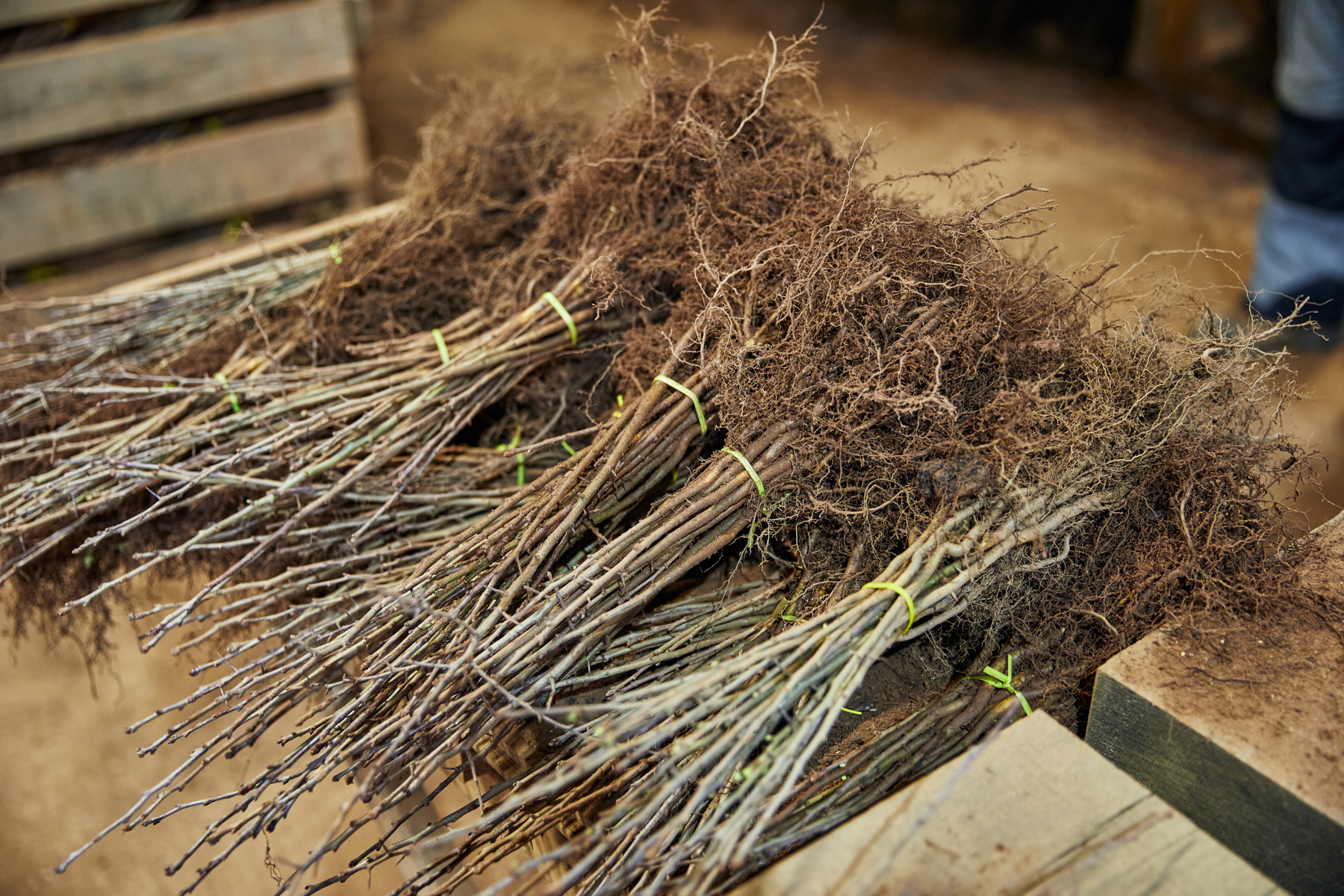 How to plant a bareroot hedge - Wyevale Nurseries