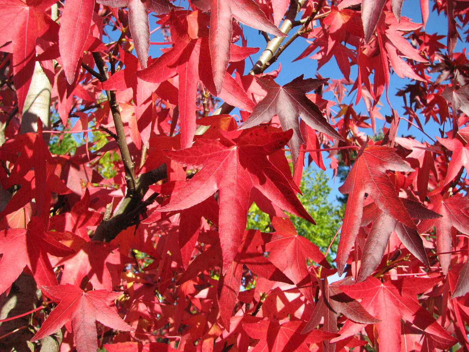 The Best Trees for Autumn Colour - Wyevale Nurseries
