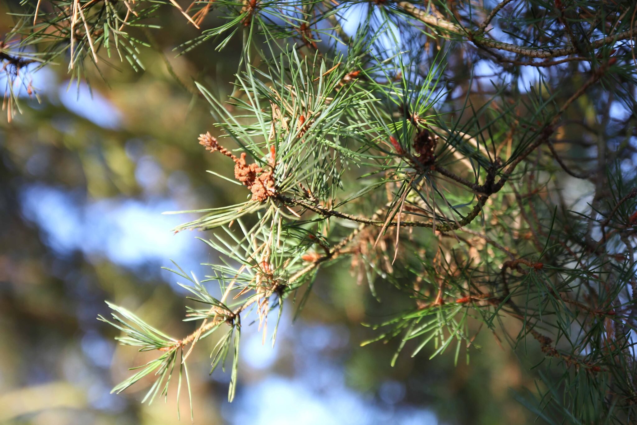 Three of the best trees for winter interest: beauty in the bare season ...